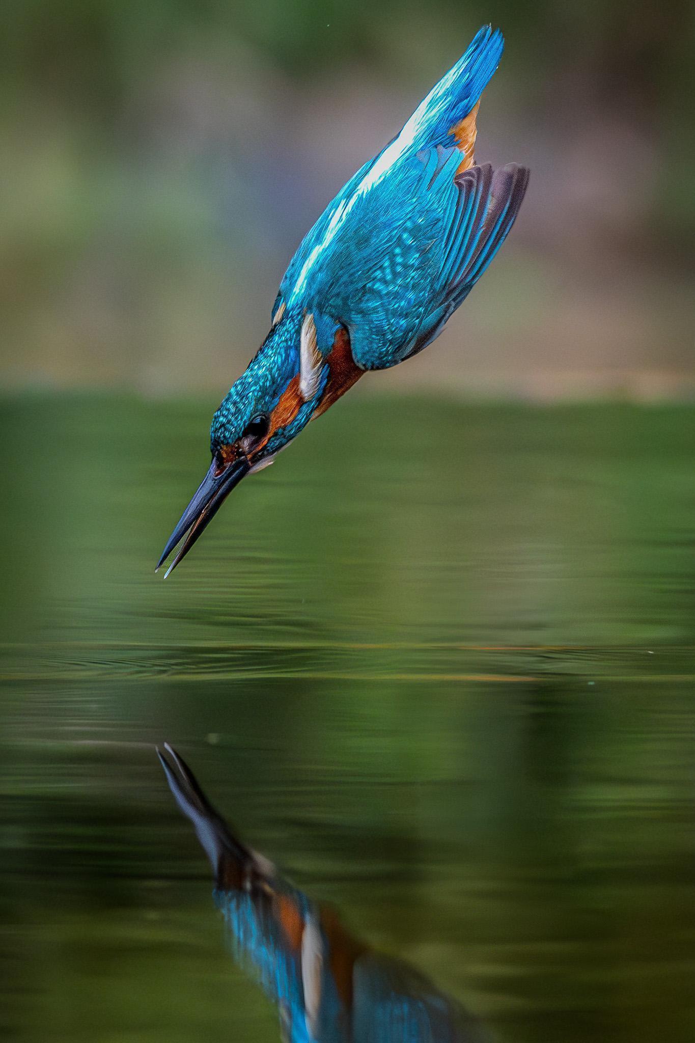 Le Martin-Pêcheur d’Europe : éclat bleu sur les rivières sauvages ...