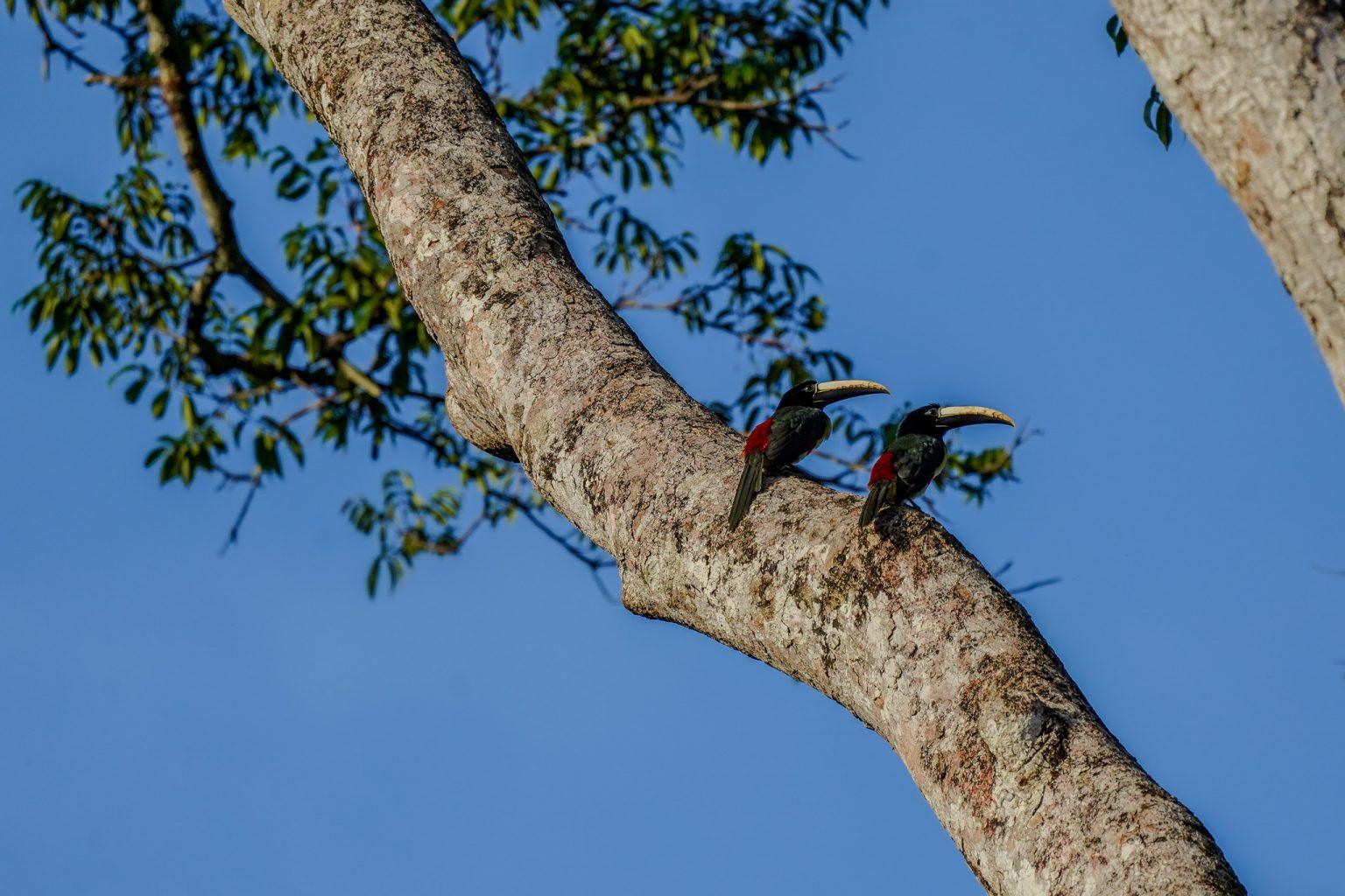 Why Do Toucans Have Such a Large Beak? - Terra Cultura