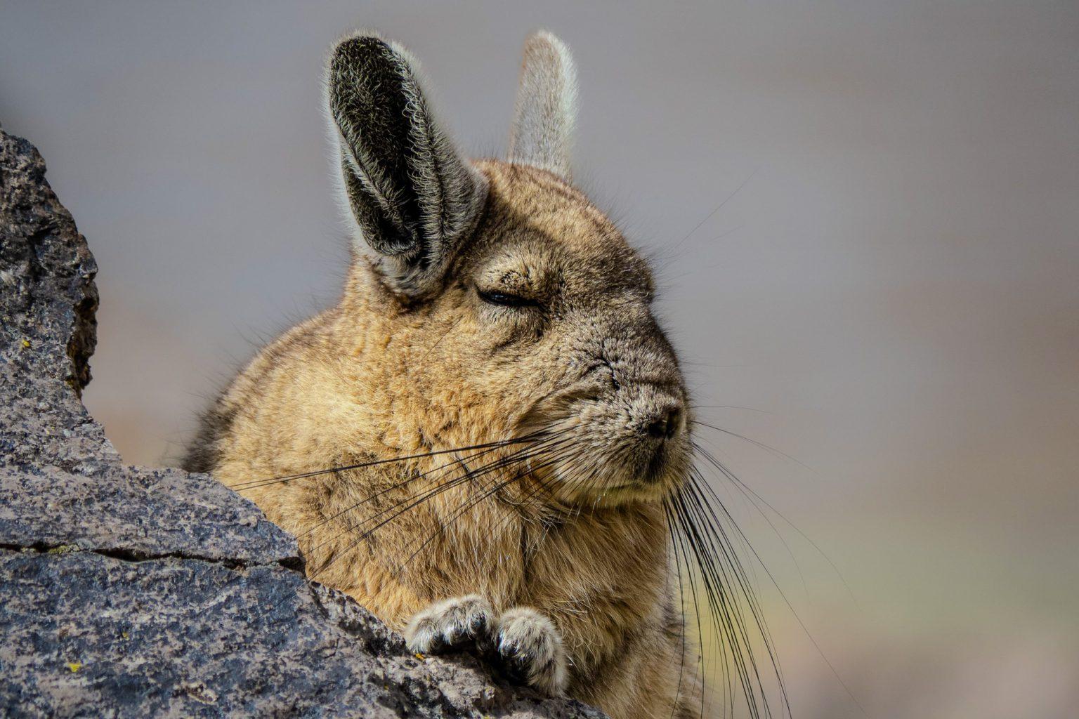 Viscacha, the Silent Watcher of the Andes - Terra Cultura