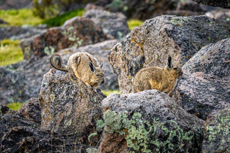 Viscacha, the Silent Watcher of the Andes - Terra Cultura