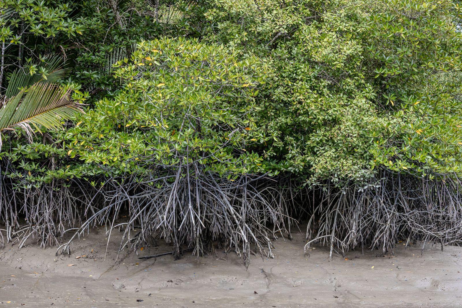 Mangroves: coastal forests that protect life and climate - Terra Cultura