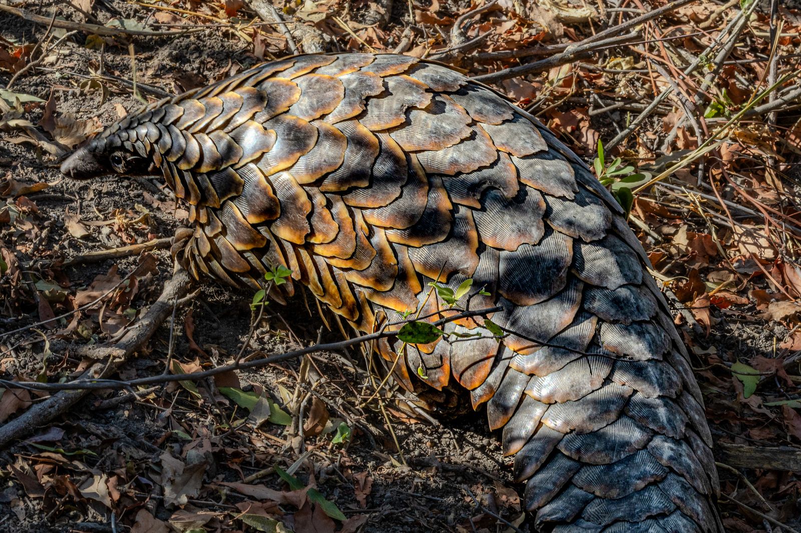 Pangolin d’Afrique : l’animal le plus braconné au monde - Terra Cultura